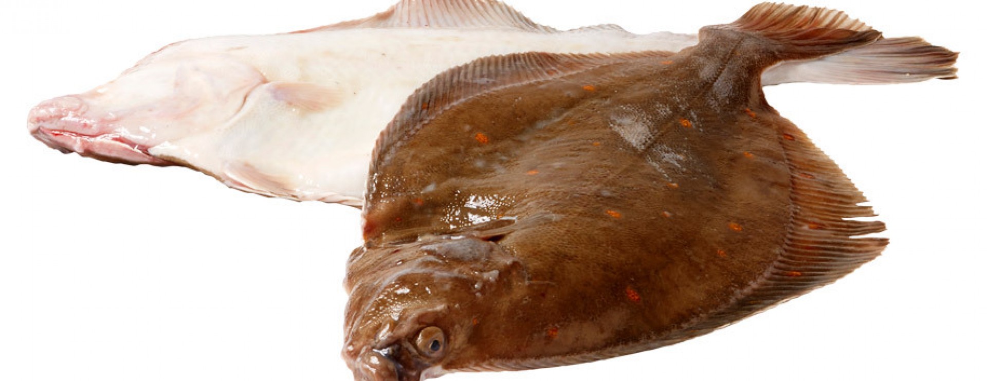 Verse vis bestellen | Visspeciaalzaak Aan de Kant